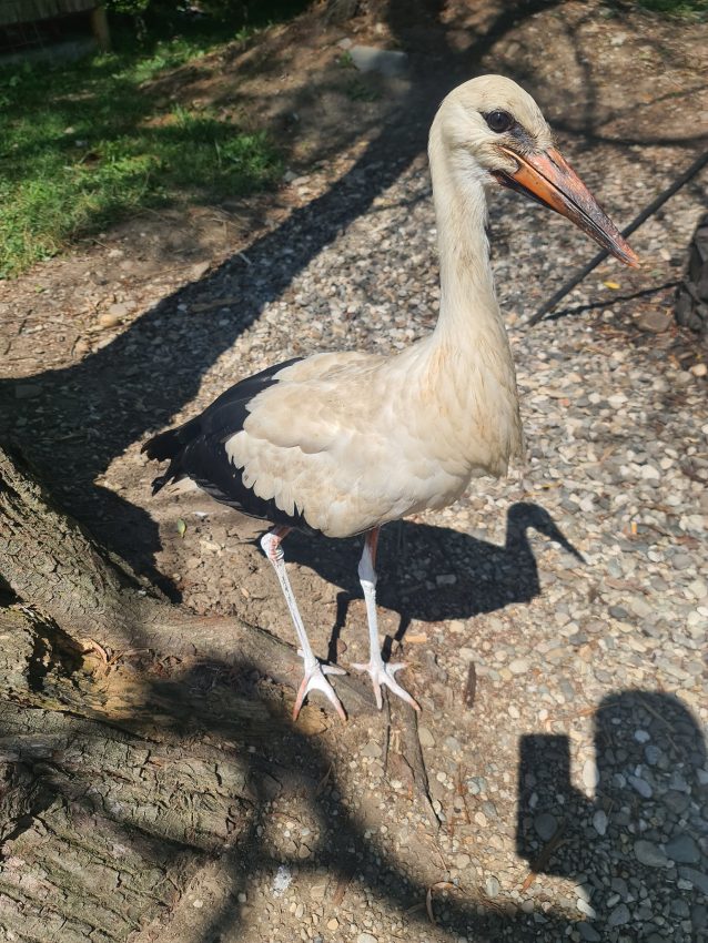 Pui de barză căzut cu tot cu cuib la Aita Medie. Pasărea a fost ...